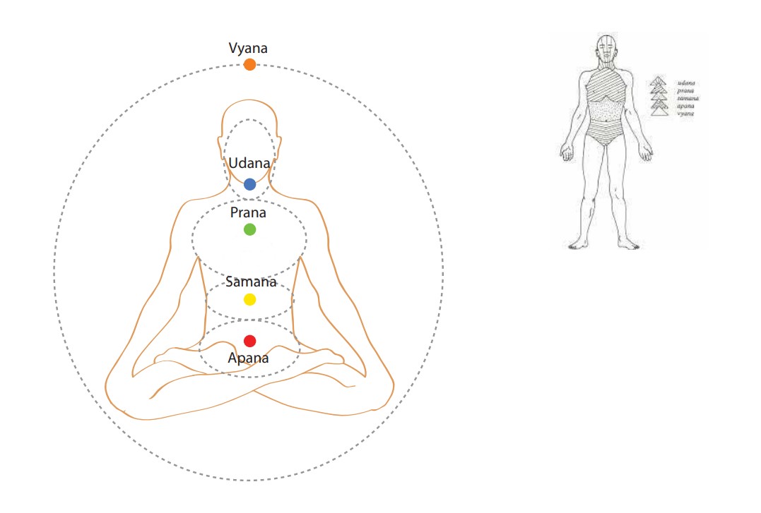 Section 5.3: The Vayus — Maya Yoga Academy